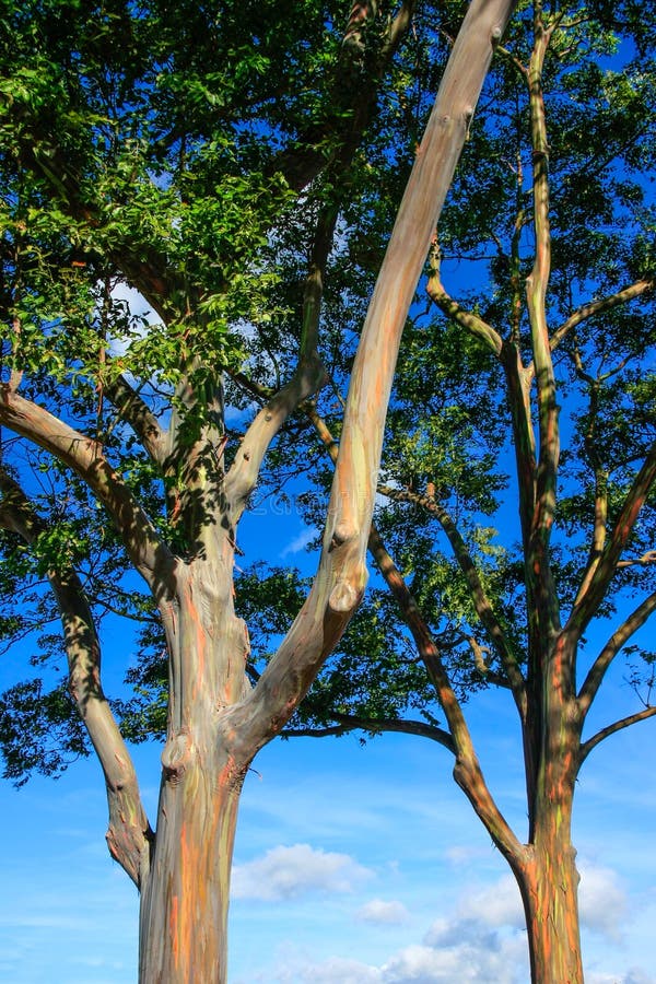 Rainbow Eucalyptus trees editorial photography. Image of attraction ...