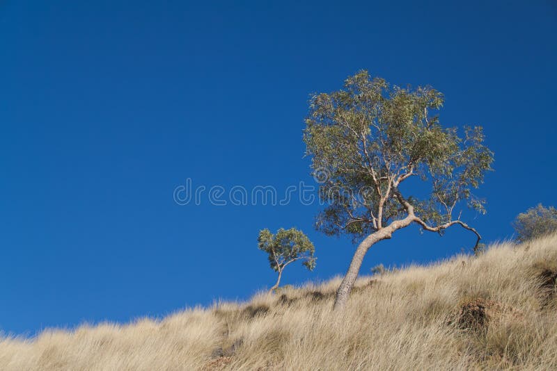 Eucalyptus tree stock photo. Image of tree, australian - 48189408