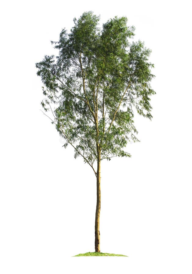 Eucalyptus Tree Isolated on White Background Stock Photo - Image of ...