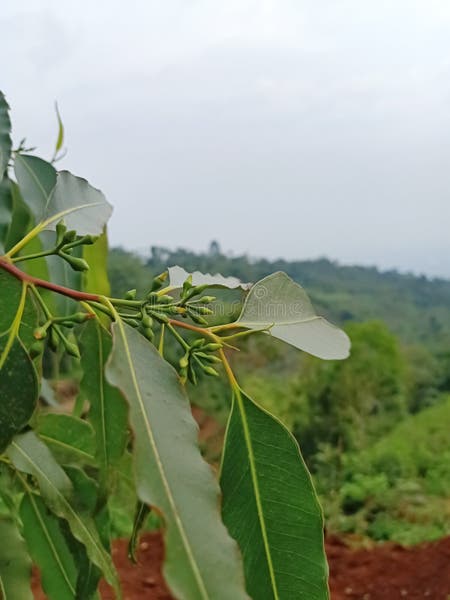 Eucalyptus Tree on Mount Manglayang. Bandung West Java January 26, 2023 at 17:01:38 Editorial ...