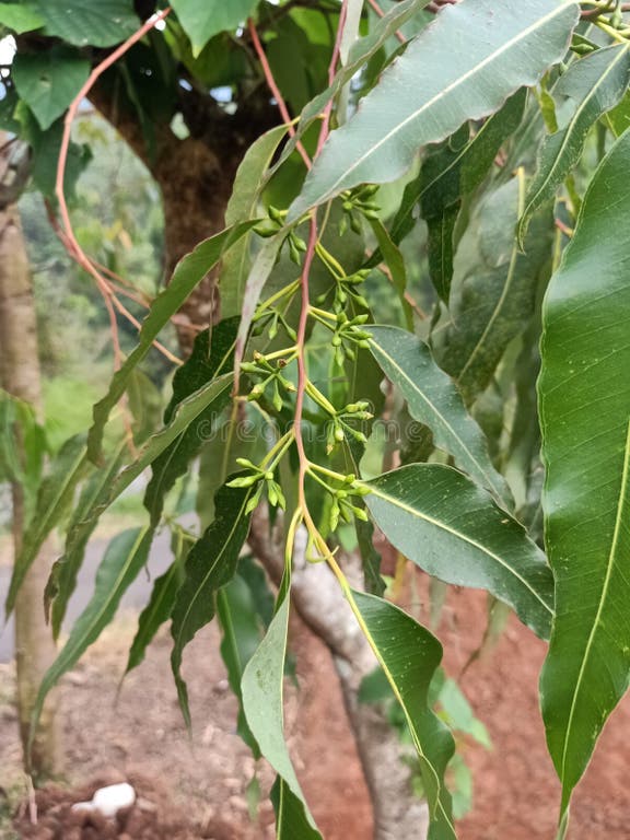 Eucalyptus Tree on Mount Manglayang. Bandung West Java January 26, 2023 at 17:01:38 Editorial ...
