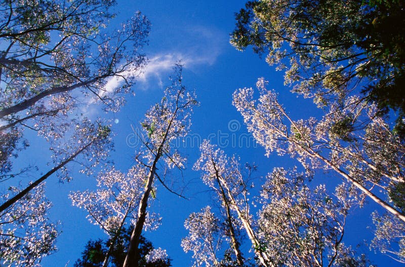 Indian Nilgiri Trees Eucalyptus Tree Ooty Tamil Nadu India Stock Image ...
