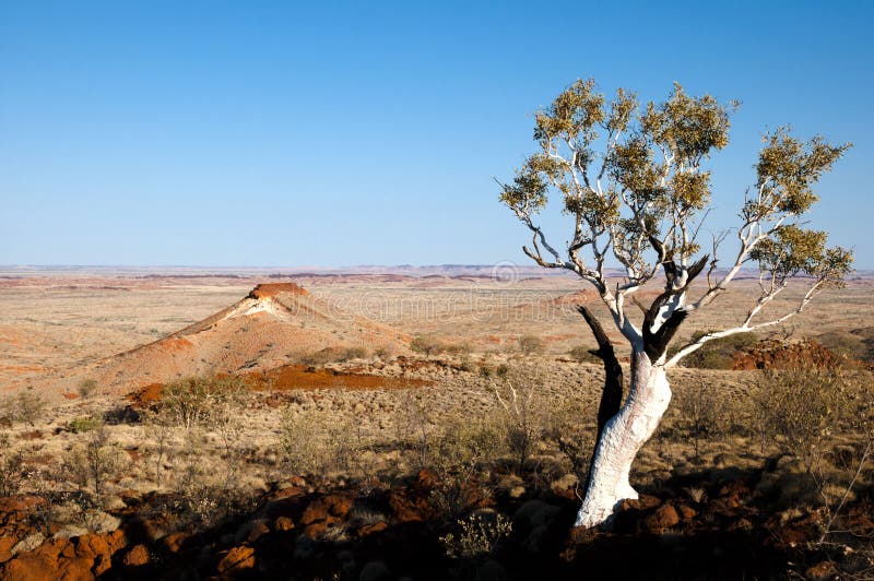 Eucalyptus Tree - Outback Australia Stock Image - Image of pilbara ...