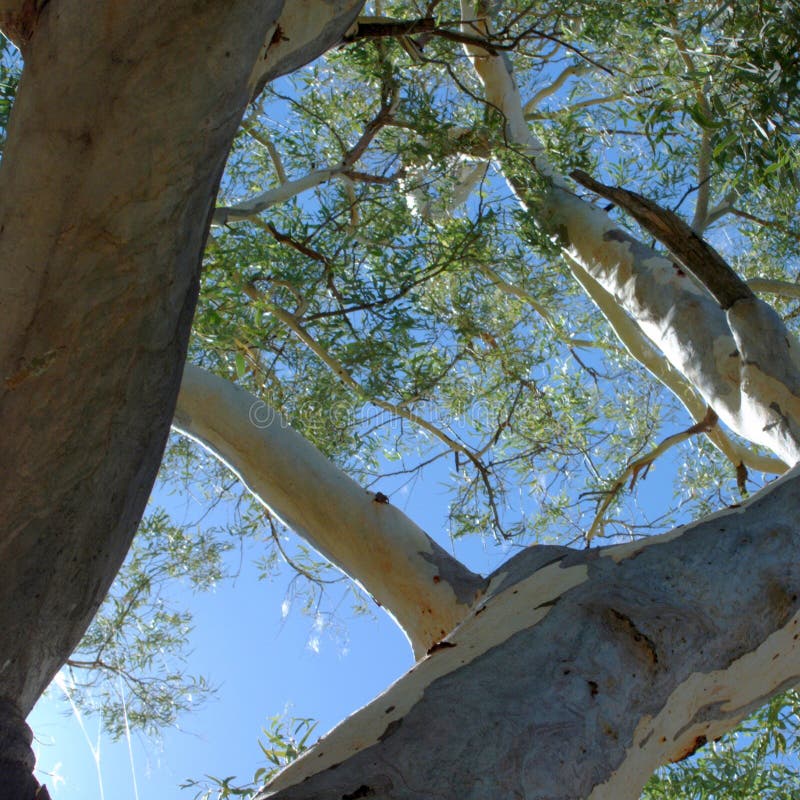 Detail of an Eucalyptus Tree in the Outback Stock Photo - Image of bark ...
