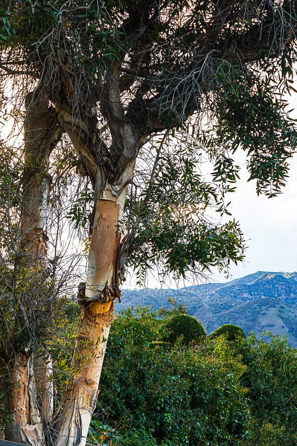 Eucalyptus Tree Overlooking Bushes, Valley, and Mountain Range with ...