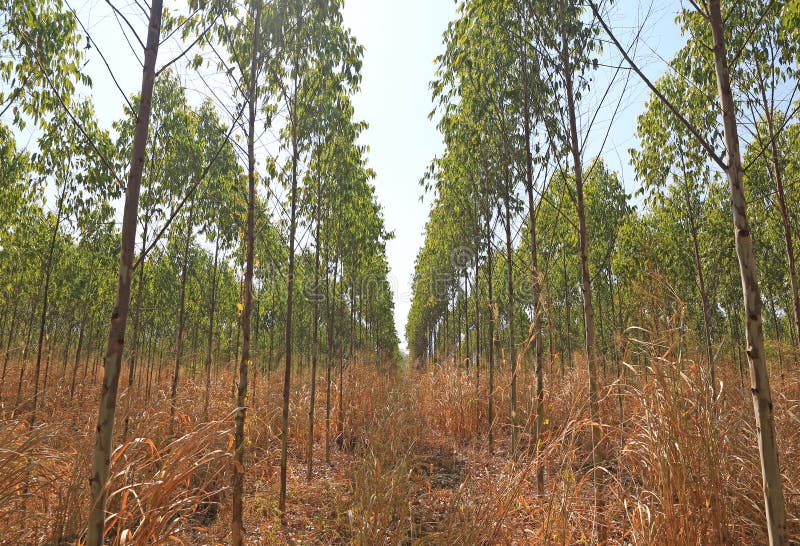 Eucalyptus Tree Plantation Landscape for Background Stock Image - Image ...