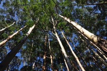 Eucalyptus Trees stock photo. Image of hills, beauty - 23303650