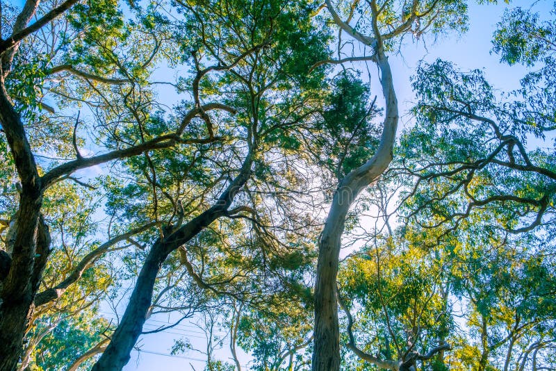 102 Australian Eucalyptus Gum Tree Canopy Stock Photos - Free & Royalty ...
