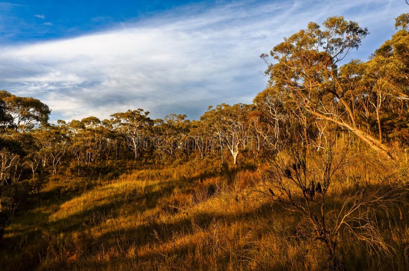 1,453 Australian Bush Scene Photos - Free & Royalty-Free Stock Photos ...
