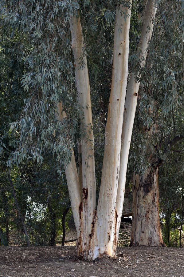 Eucalyptus trees. stock image. Image of outdoors, rock - 50520955