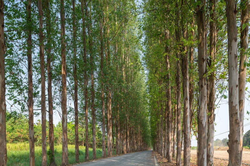 Eucalyptus trees stock photo. Image of thoroughfare - 331907874
