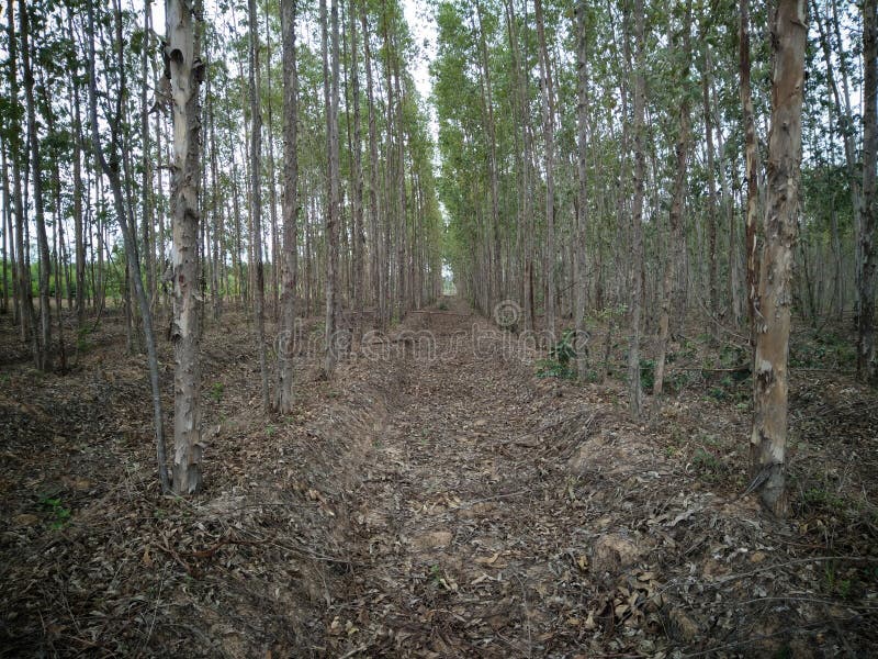 Eucalyptus Trees and Dry Leaves on the Ground in Plantation. Stock ... Eucalyptus Trees and Dry Leaves on the Ground in Plantation. Stock ...