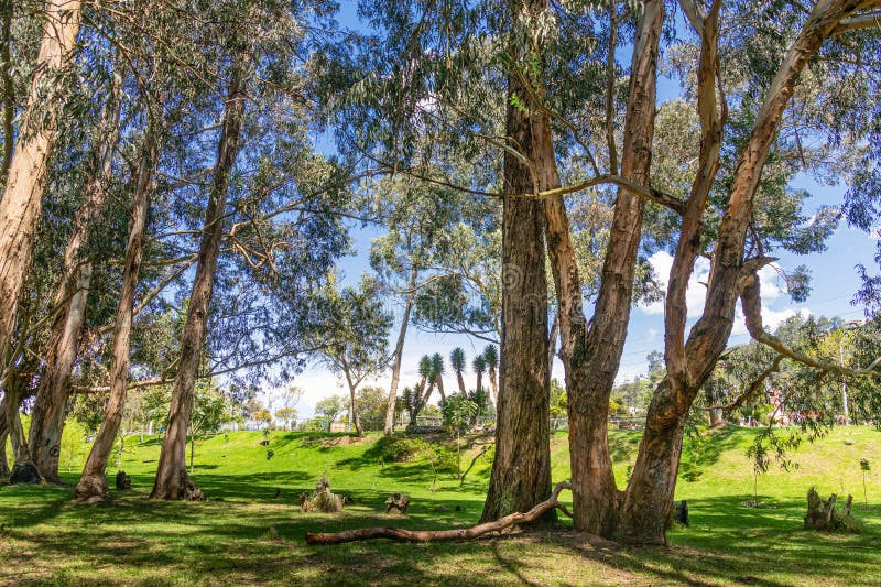 Eucalyptus Trees in El Paraiso Park in Cuenca, Ecuador Stock Photo ...
