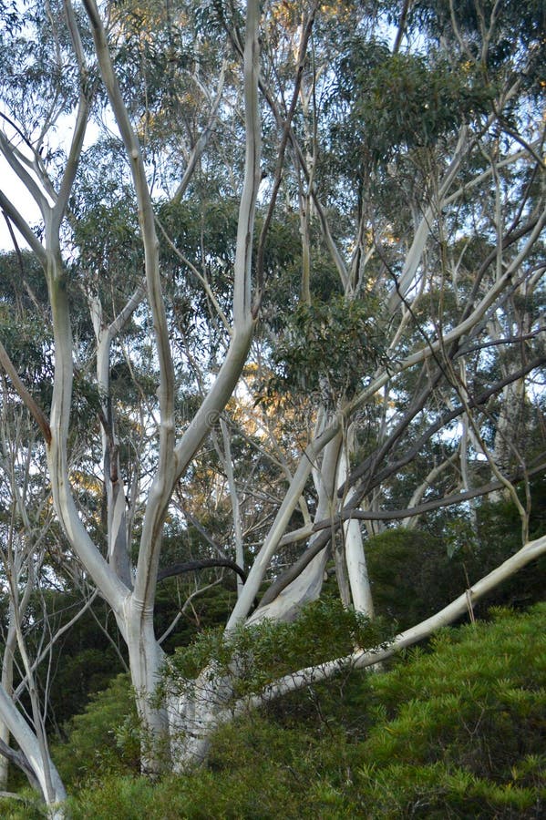 Eucalyptus Trees in the Forest at Leura in the Blue Mountains Stock ...