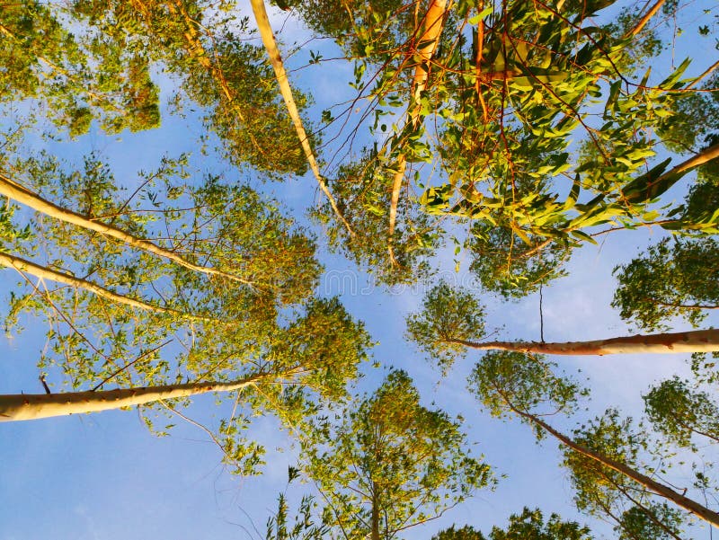 Lower View of Boiler Stack Tower with Ladder Stock Photo - Image of ...