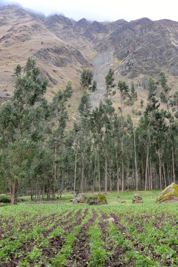 Eucalyptus Trees in the Sacred Valley of the Incas, Cusco, Peru Stock ...