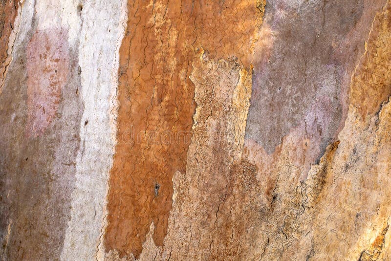 Eucalyptus trunk texture stock photo. Image of orange - 261570482
