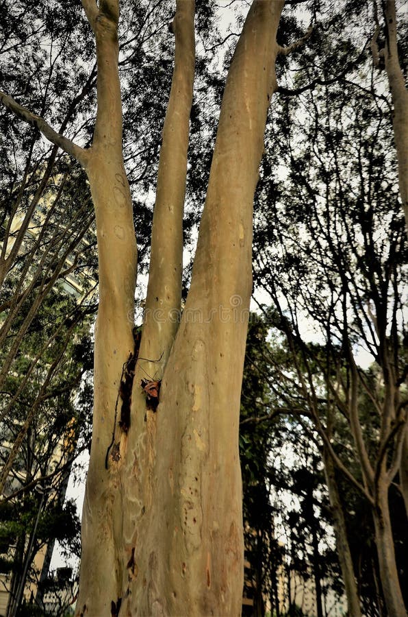 The Eucalyptus Trunks in the Square Stock Image - Image of beautiful ...