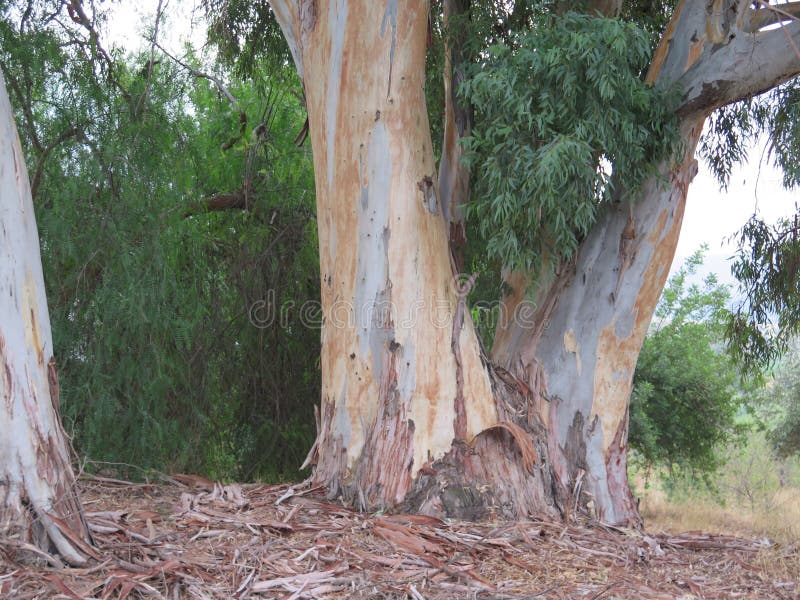 Eucalyptus Trunks stock image. Image of nature, tree - 59886033