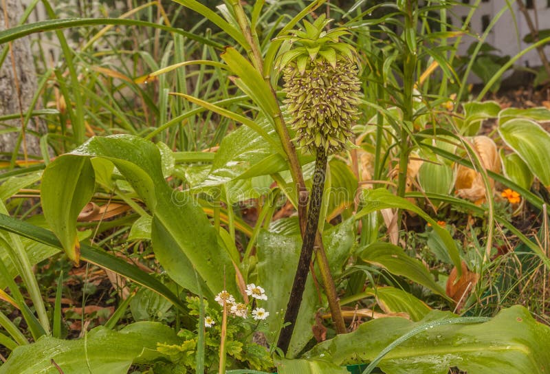 Eucomis bicolor in garden stock image. Image of lily - 196595331