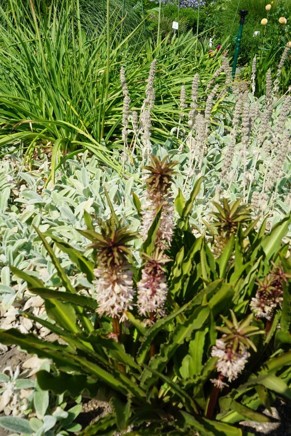 Eucomis Pallidiflora Subsp. Pole-evansii Blooms in July. Potsdam ...