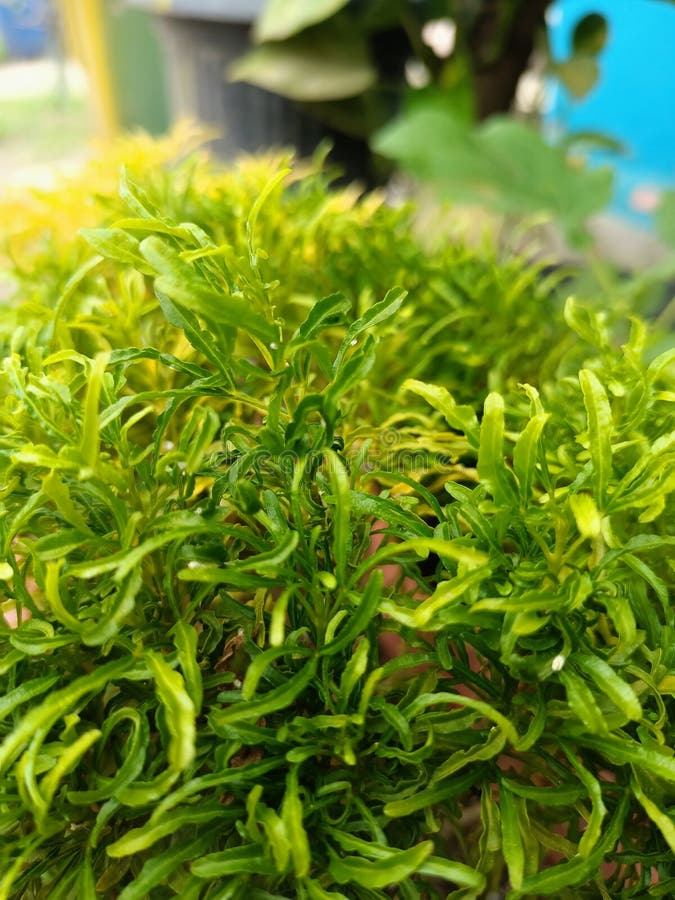 Plantation Eudia Stock Photos - Free & Royalty-Free Stock Photos from ...