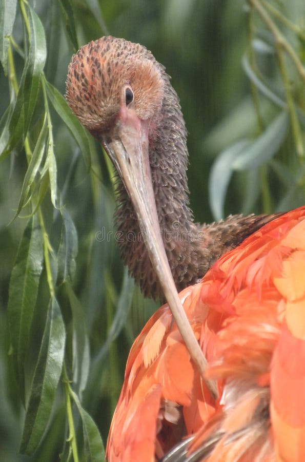 Eudocimus_ruber stock photo. Image of cologne, beak, eudocimus - 2262760