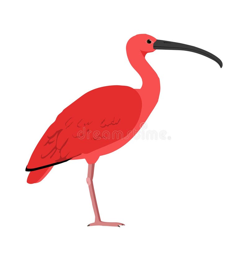 Ibises Image Stock Illustrations – 38 Ibises Image Stock Illustrations ...