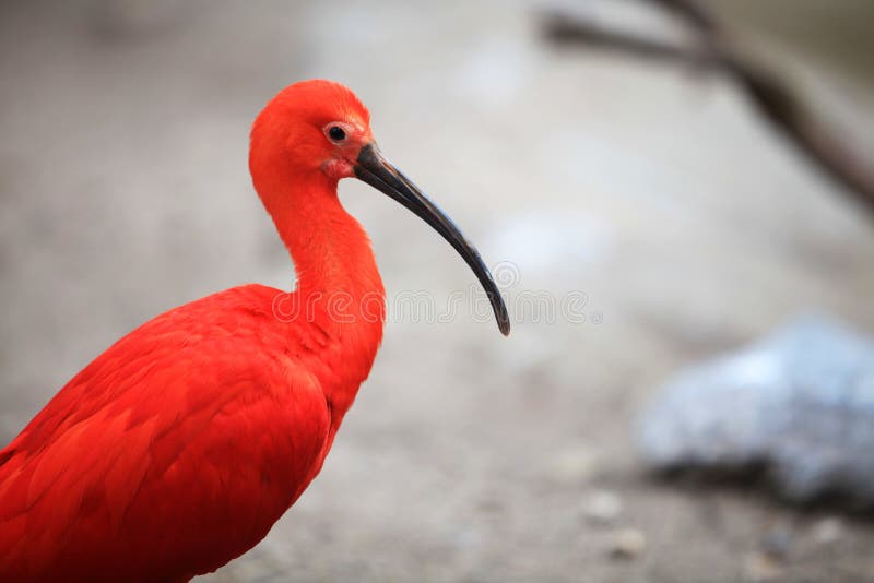 Eudocimus Ruber - Scharlaken Ibis Stock Afbeelding - Image of ...