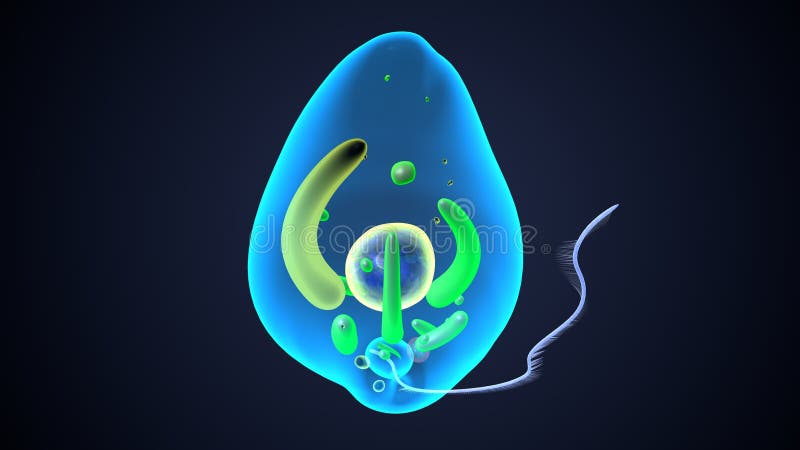 Euglena Reproduction Anatomy. 3d Render Stock Illustration ...