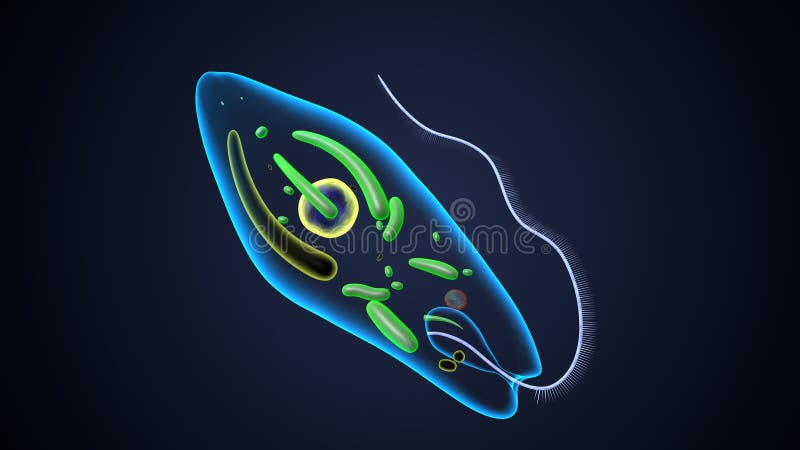 Euglena Reproduction Anatomy. 3d Render Stock Illustration ...