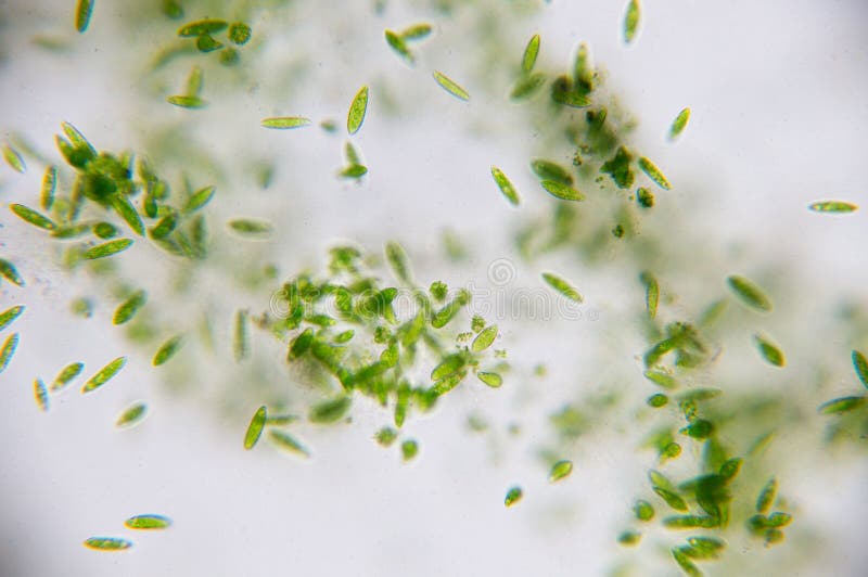 Euglena is a Genus of Single-celled Flagellate Eukaryotes Under ...