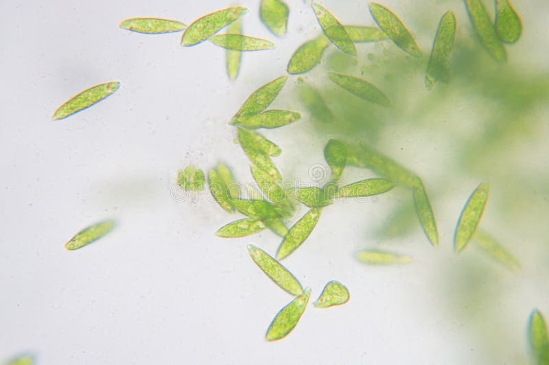 Euglena stock image. Image of chlorella, filaments, algae - 78500283