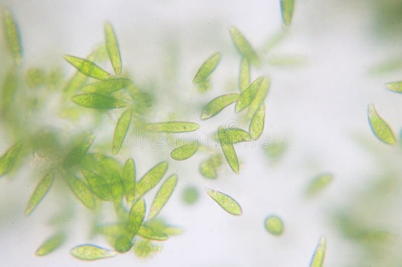 Euglena is Genus of Single-celled Flagellate Eukaryotes Stock Photo ...