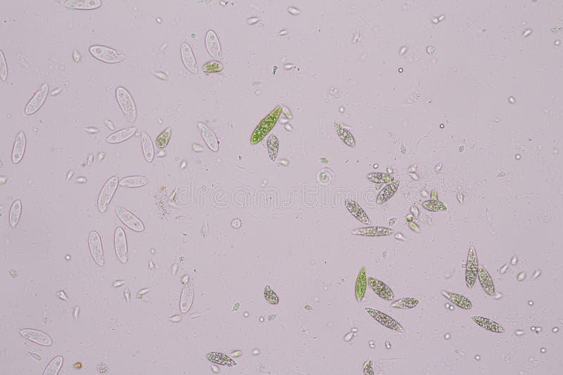 Euglena Slide