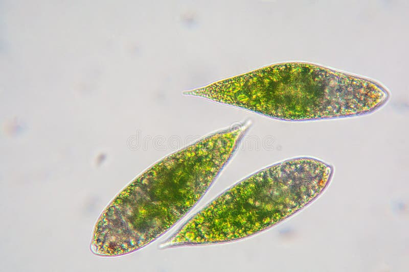 Euglena Single Cell Flagellate Eukaryotes Stock Image - Image of ...