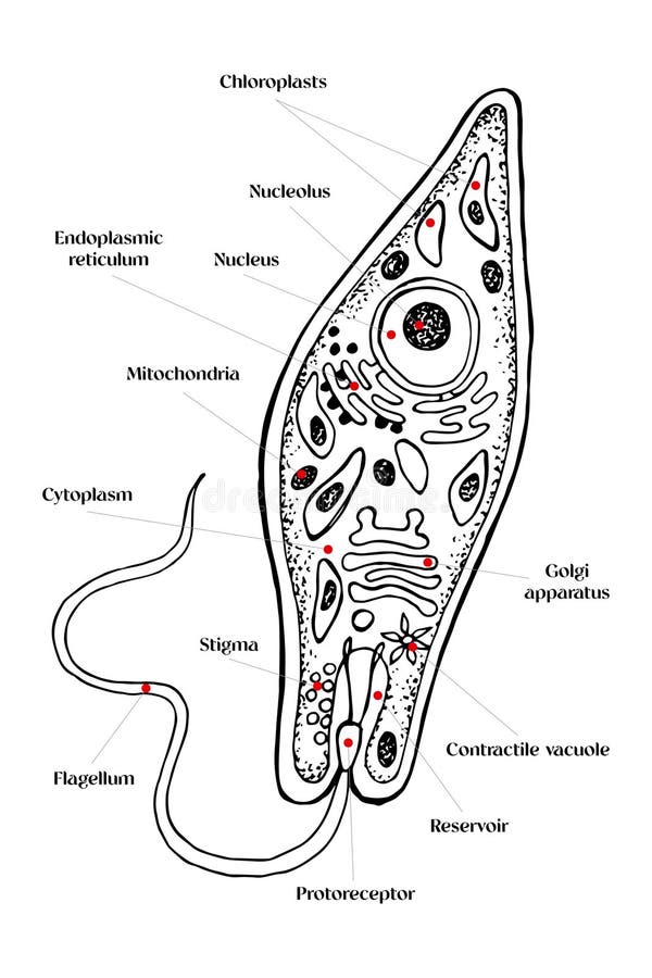 Euglena Drawing