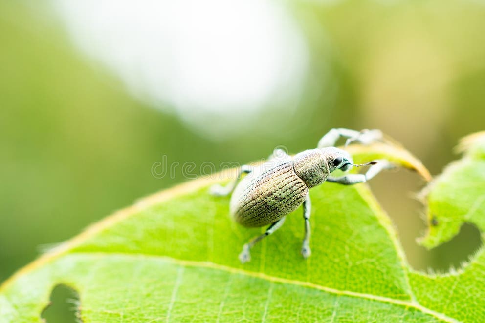 Eugnathus Distinctus on the Leaf Stock Image - Image of coleoptera ...