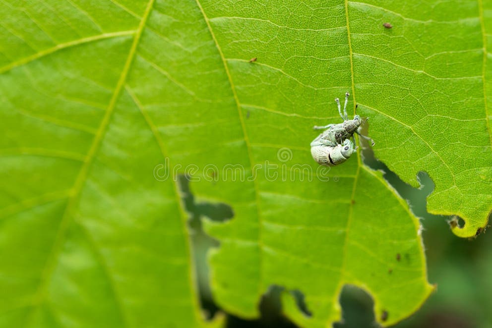 Eugnathus Distinctus on the Leaf Stock Image - Image of eats, biology ...