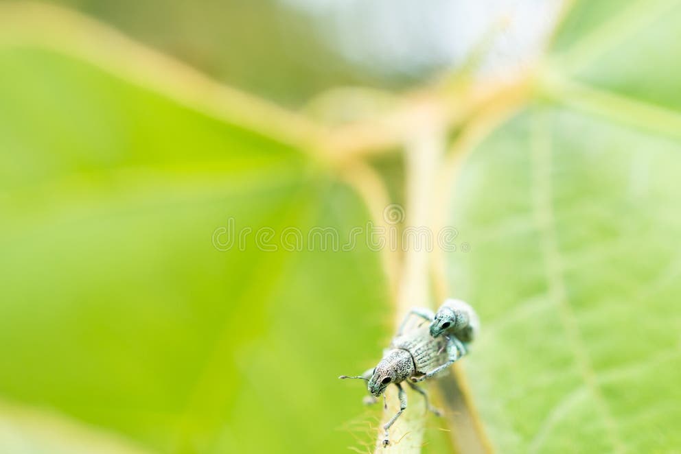 Eugnathus Distinctus on the Leaf Stock Image - Image of green ...