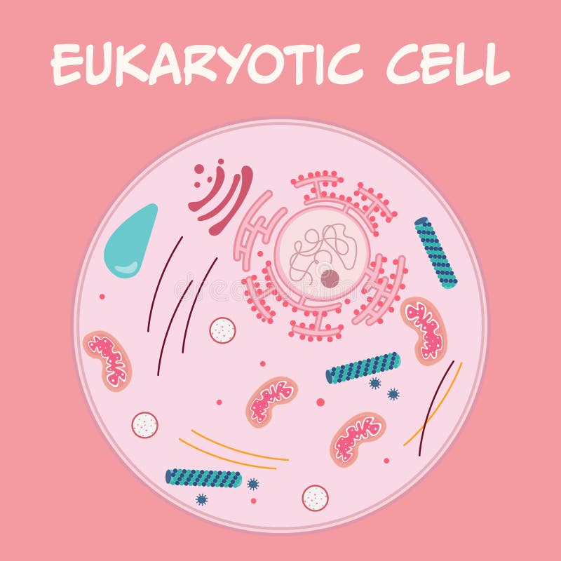 Eukaryotic Cell Vector Illustratration Graphic Stock Vector ...