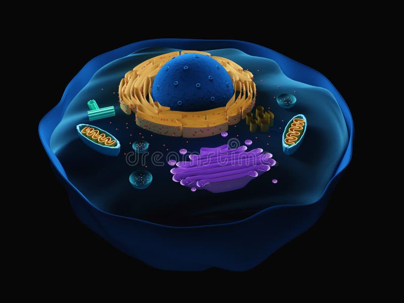 A eukaryotic cell stock illustration. Illustration of medicine - 170406539