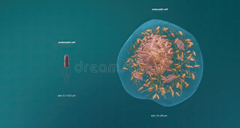 Eukaryote, Any Cell or Organism that Possesses a Clearly Defined ...