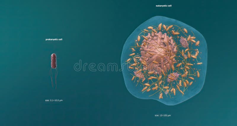 Eukaryote, Any Cell or Organism that Possesses a Clearly Defined ...