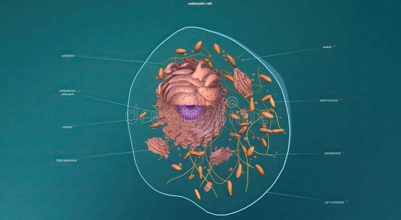 Eukaryote, Any Cell or Organism that Possesses a Clearly Defined ...
