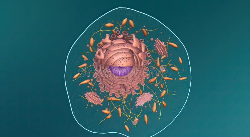 Eukaryote, Any Cell or Organism that Possesses a Clearly Defined ...