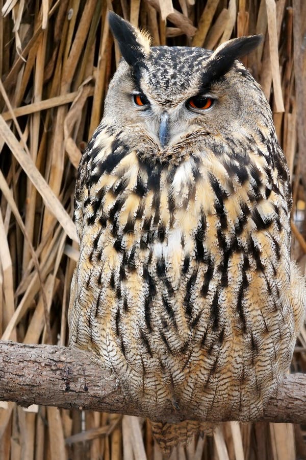 Eule mit gedrehtem Kopf stockfoto. Bild von vogel, kopf - 1123420