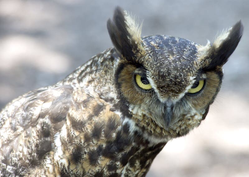 Eule stockfoto. Bild von flügel, feder, vogel, schnabel - 11316756