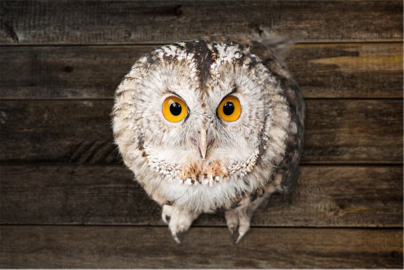 Eule stockfoto. Bild von braun, geschöpf, fliege, gelb - 118919908