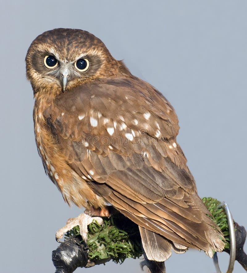 Eule stockfoto. Bild von fliege, vogel, gesicht, braun - 12078376